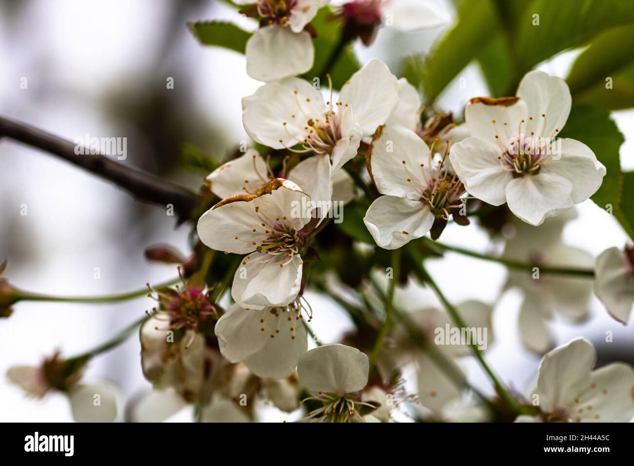 Spring flowering trees with white flowers in the garden. Spring ...