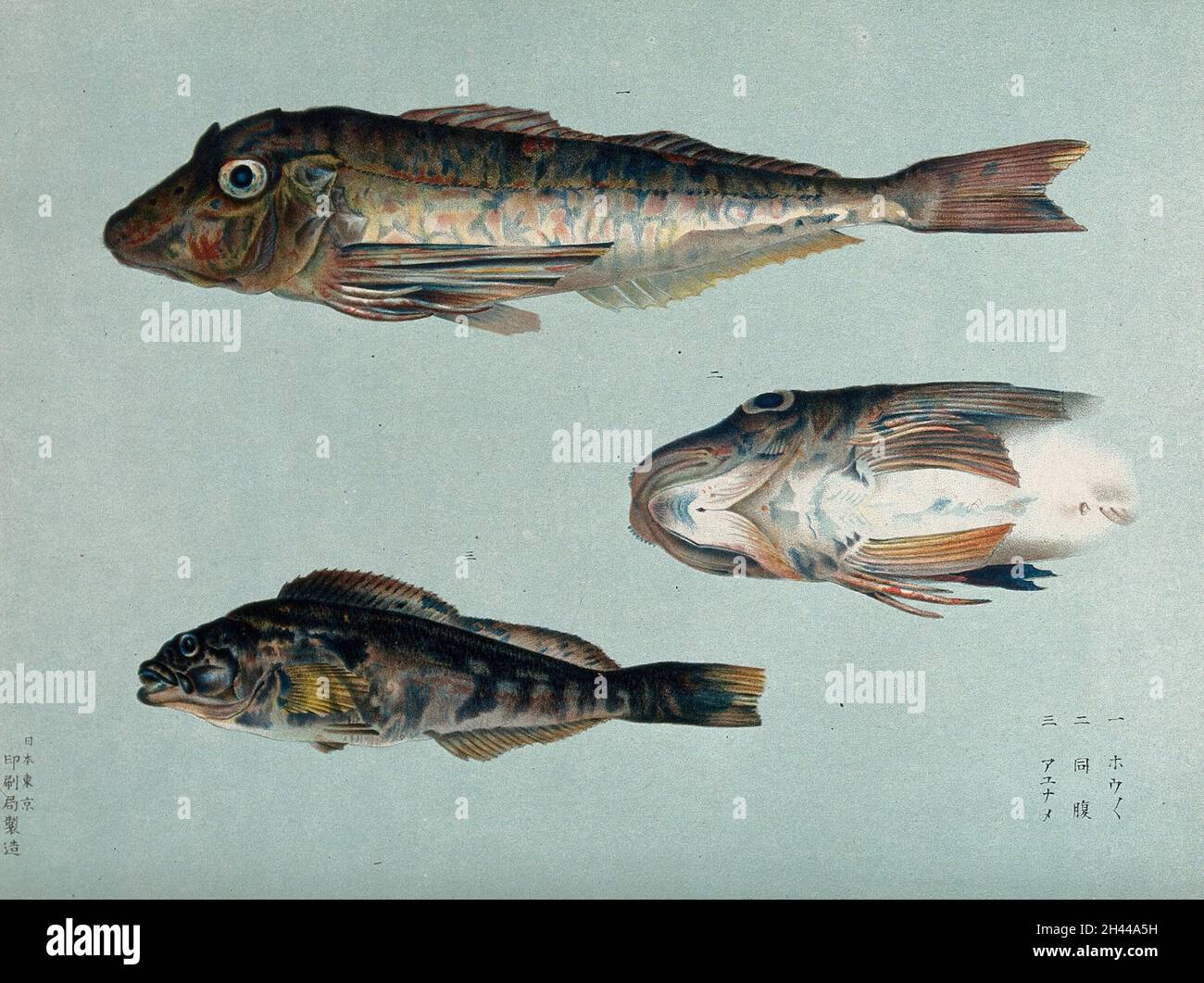 Two fish, and a detail of a fish. Colour lithograph, 1884 Stock Photo ...