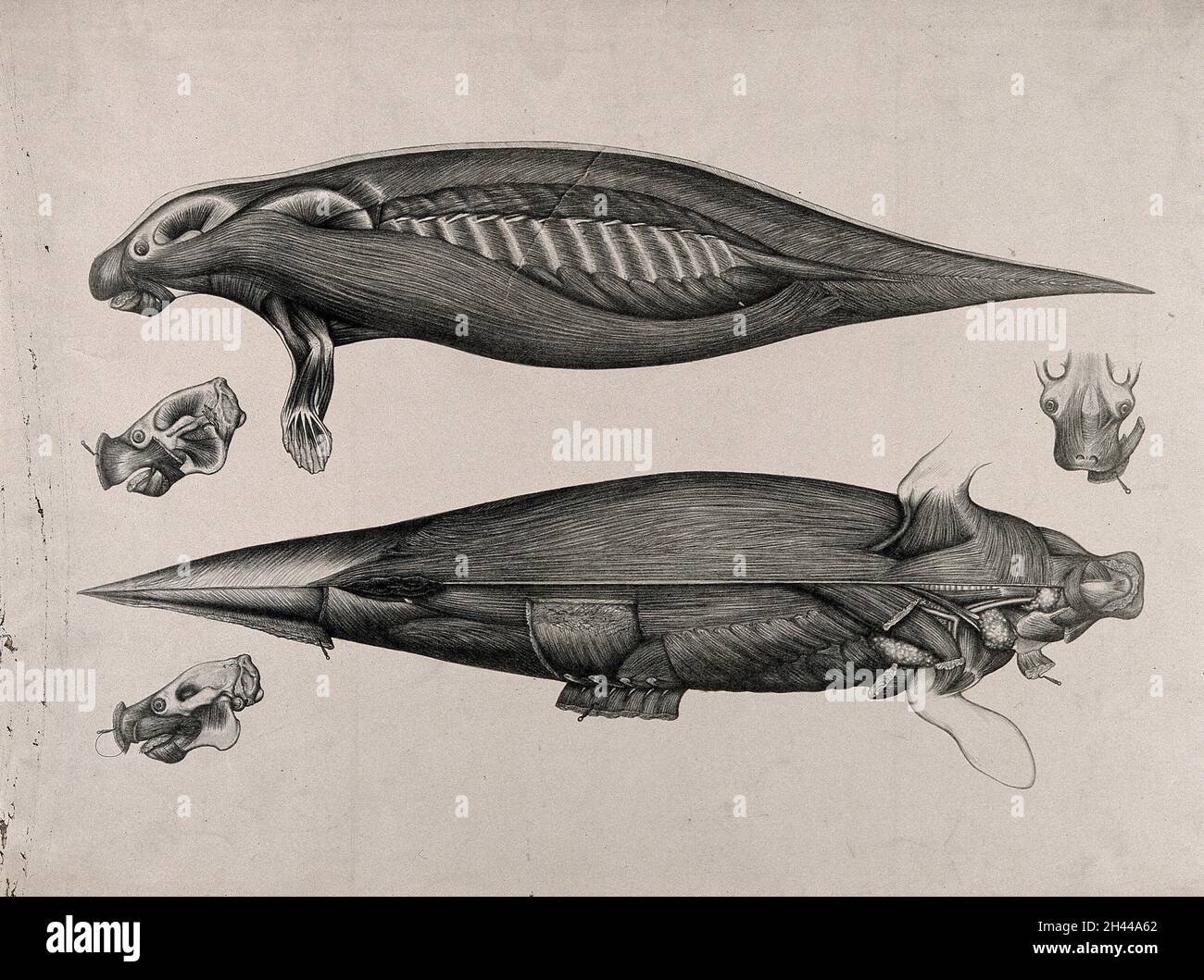 An écorché seal (or manatee?): five figures showing the musculature of ...