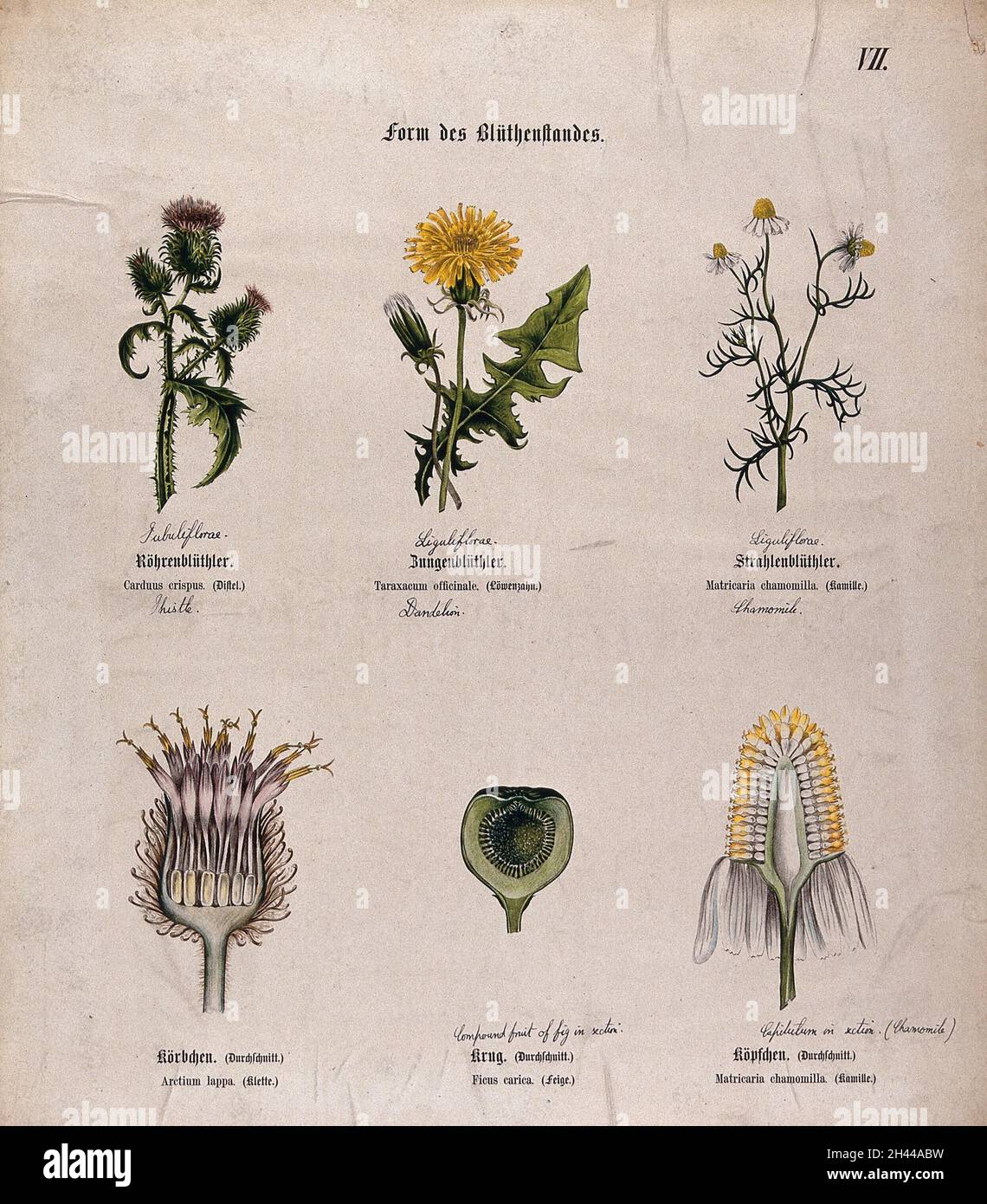 Six plants, all with a different type of fruit or inflorescence ...