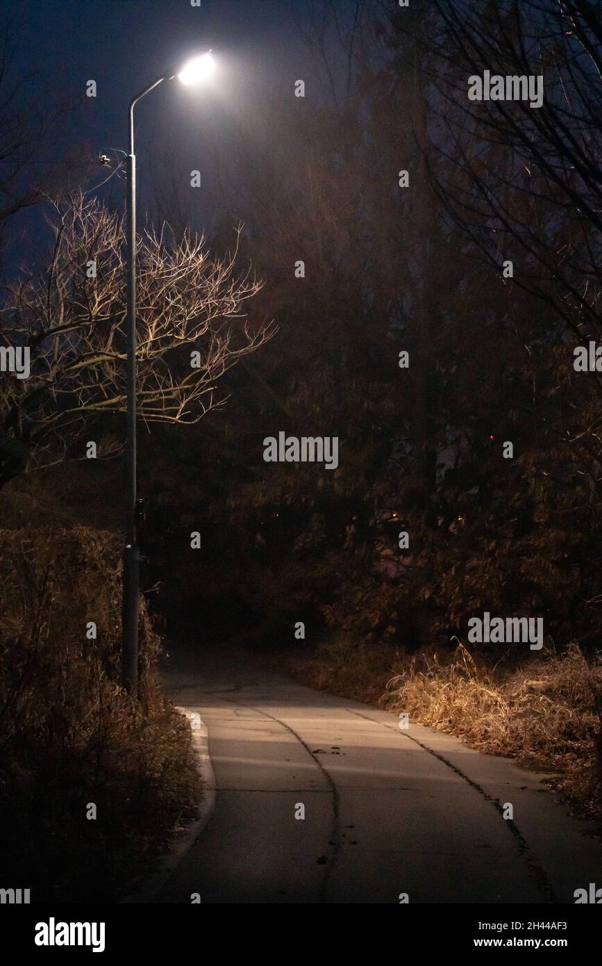 The illuminated pathway through the park with leafless trees late at ...