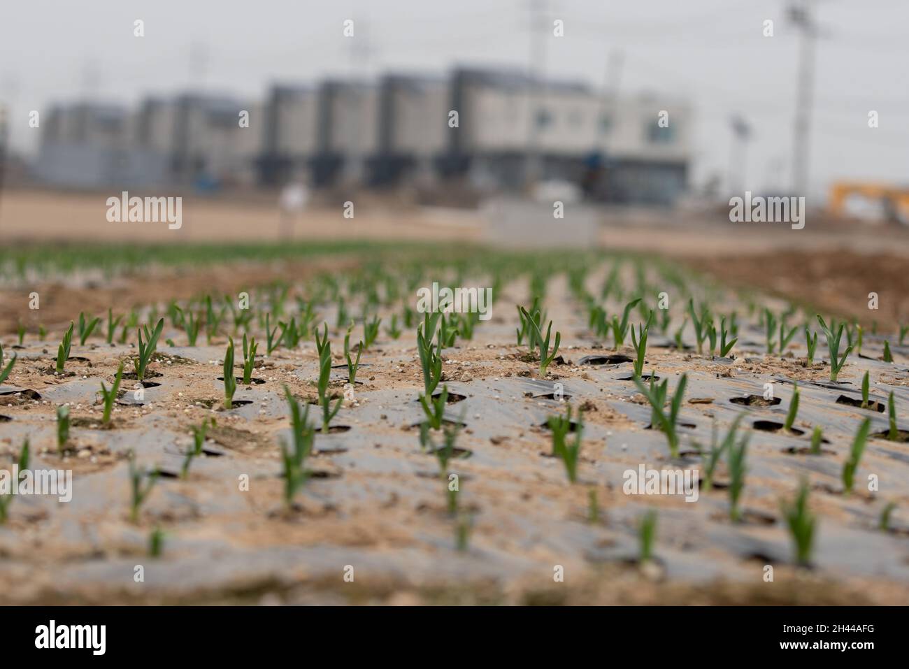 Baby corn farming hi-res stock photography and images - Alamy
