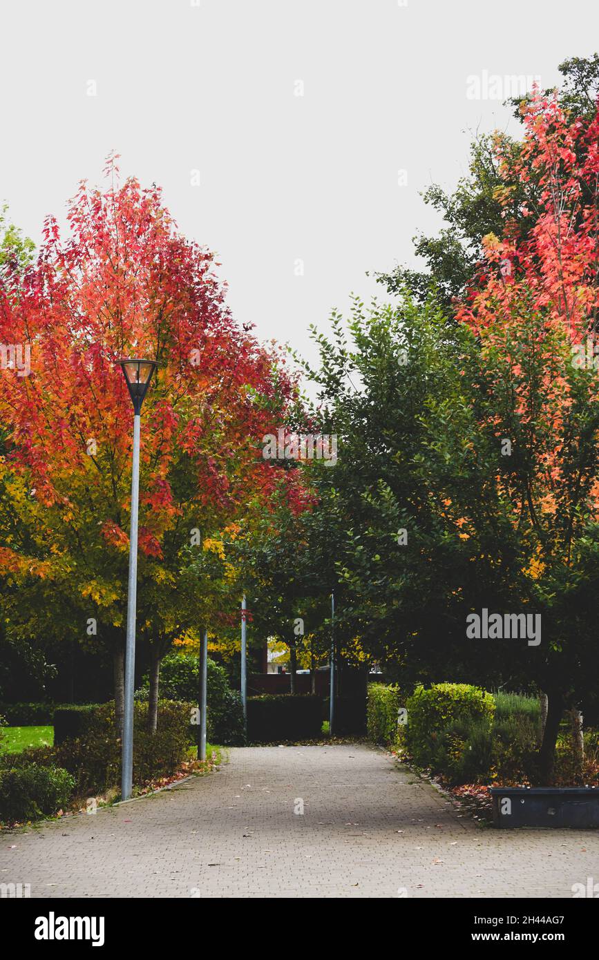 Pathway through a public park during seasonal change in Autumn Stock ...