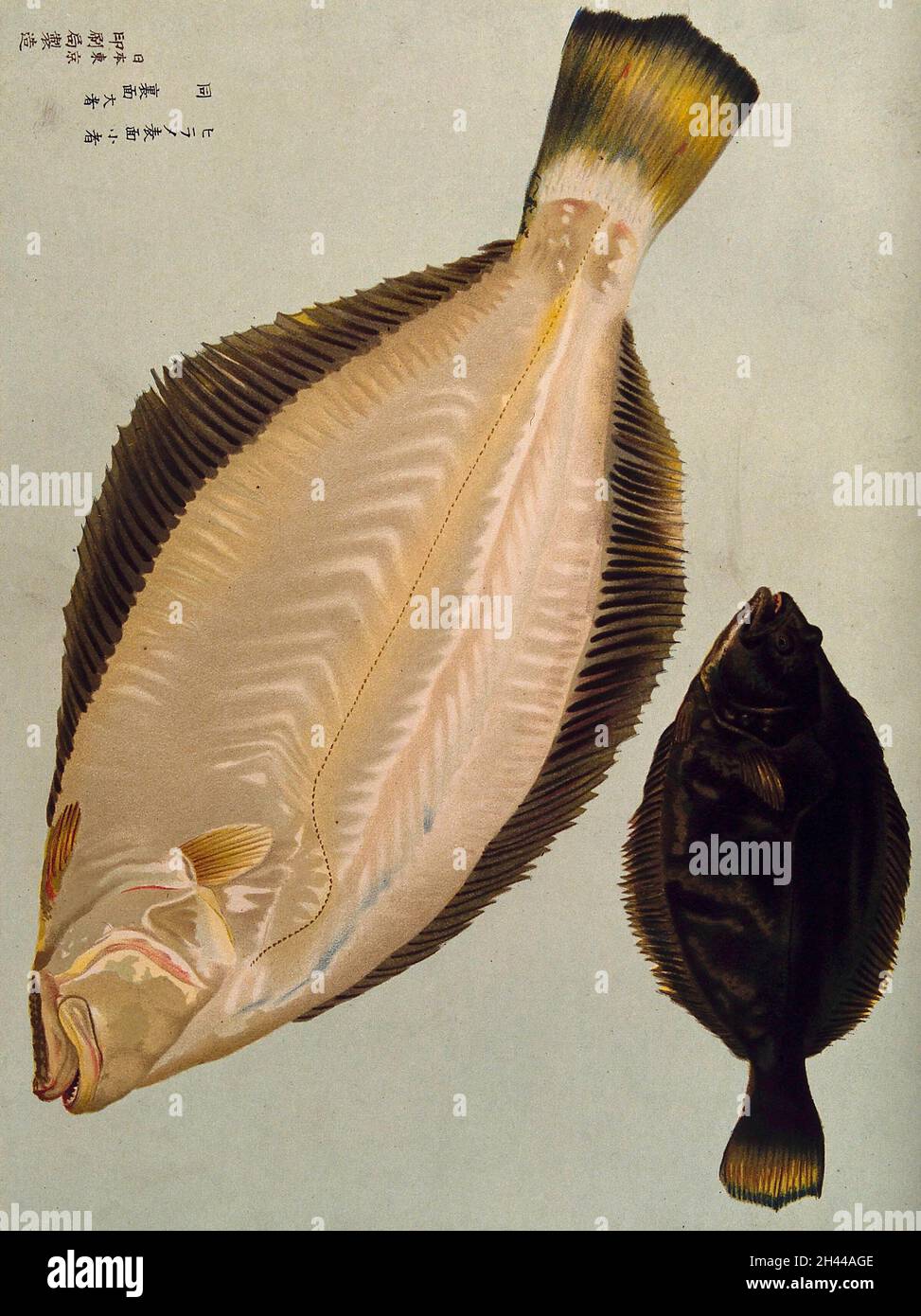 Fish lithograph hi-res stock photography and images - Alamy