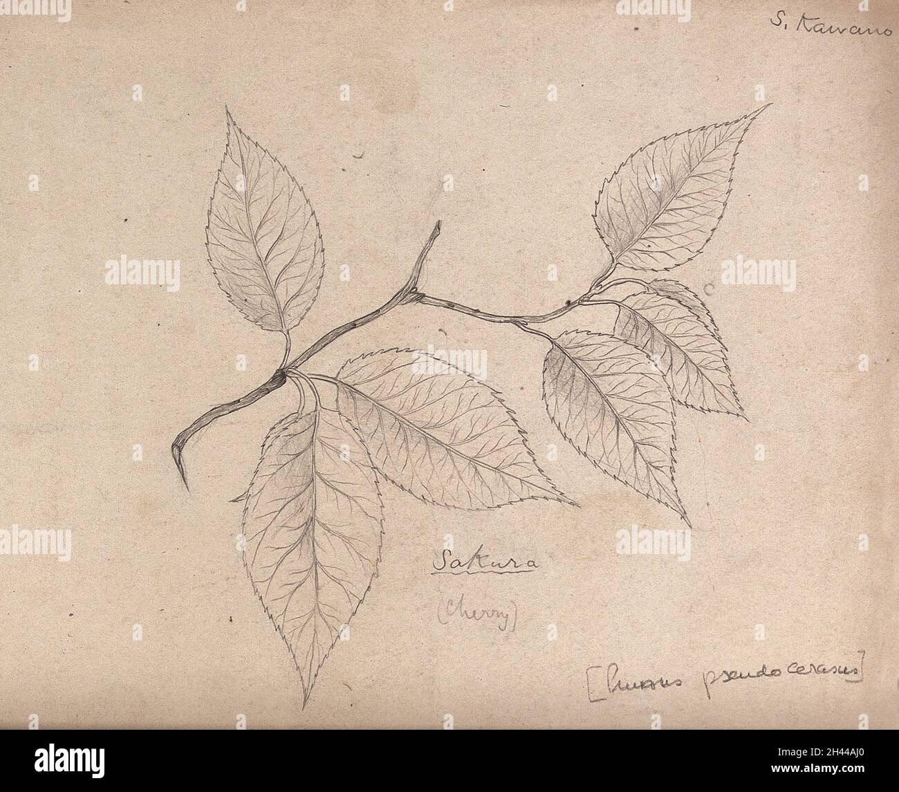 A cherry (Prunus paniculata): branch with leaves. Pencil drawing by S ...