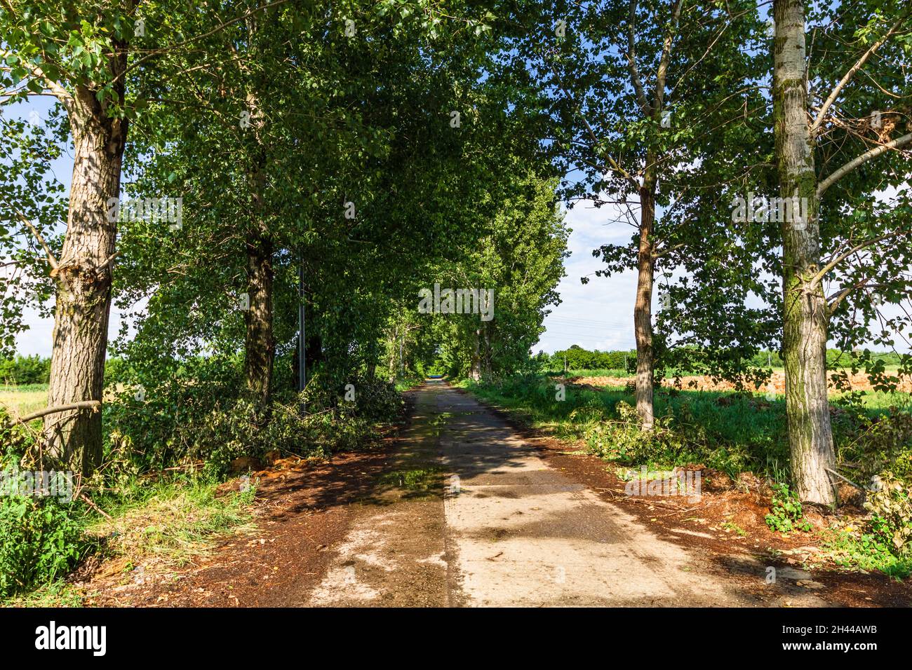 Way through a row of trees on a sunny day after rain Stock Photo - Alamy