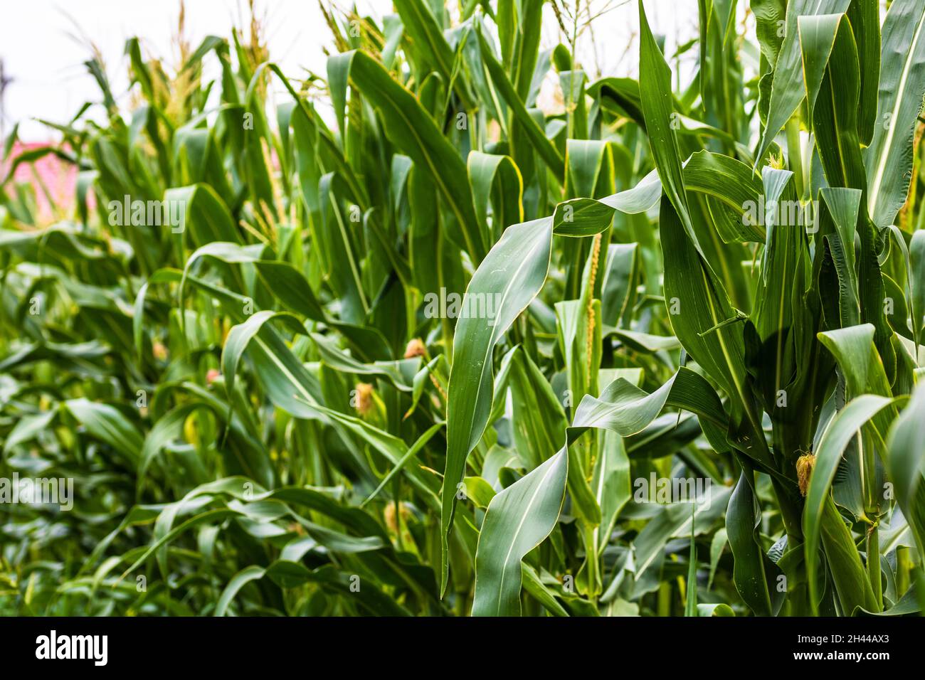Sun lights over a green corn field growing, detail of green corn on ...
