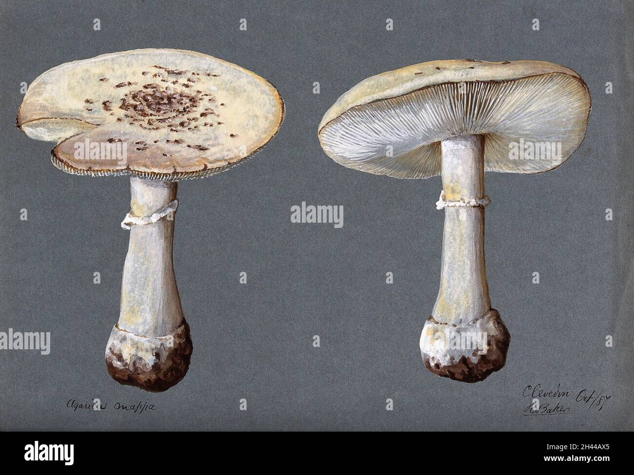 The false death cap fungus (Amanita citrina): two fruiting bodies ...