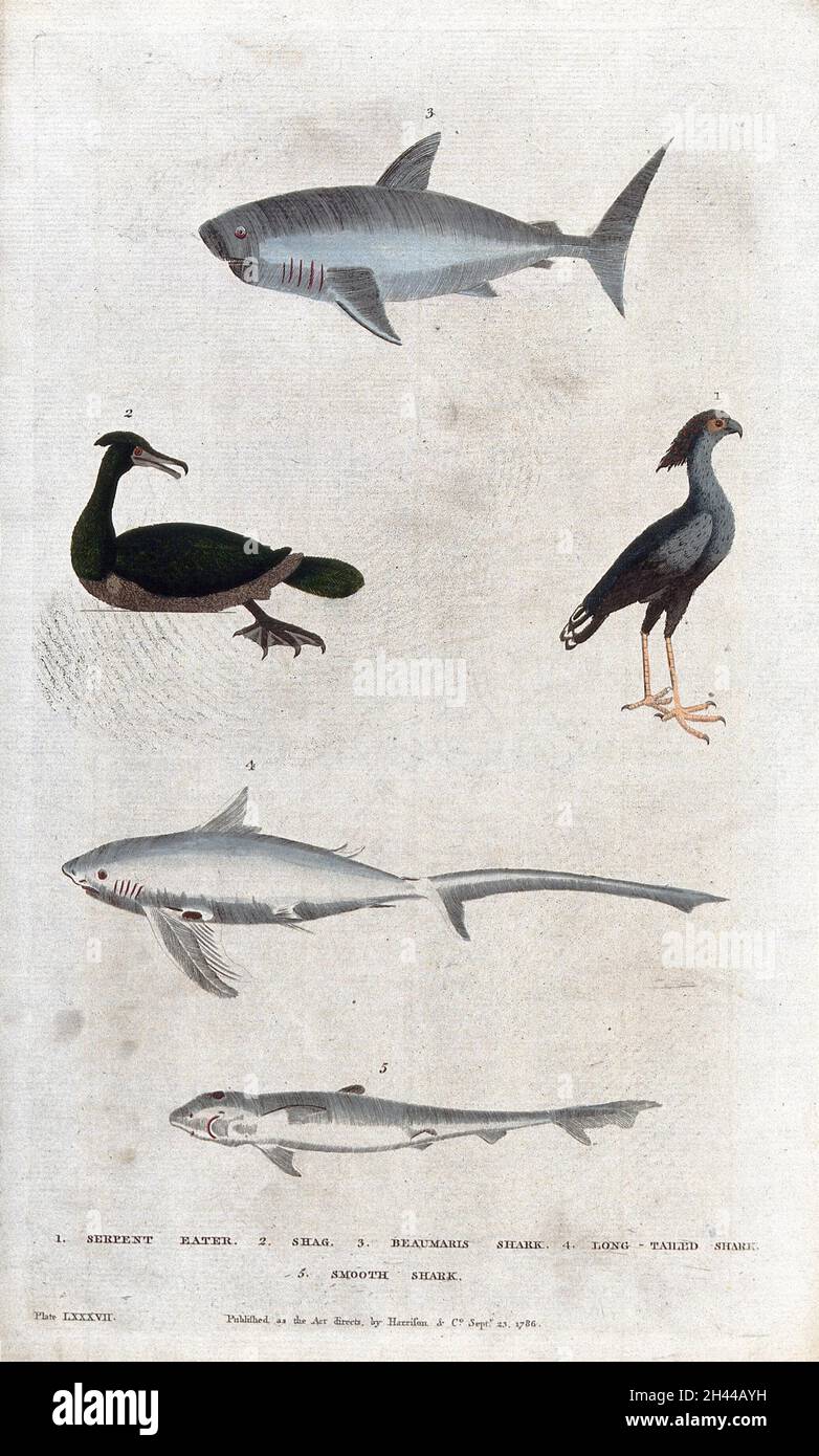 Above, a shark, a serpent eater and a shag (cormorant); below, two ...
