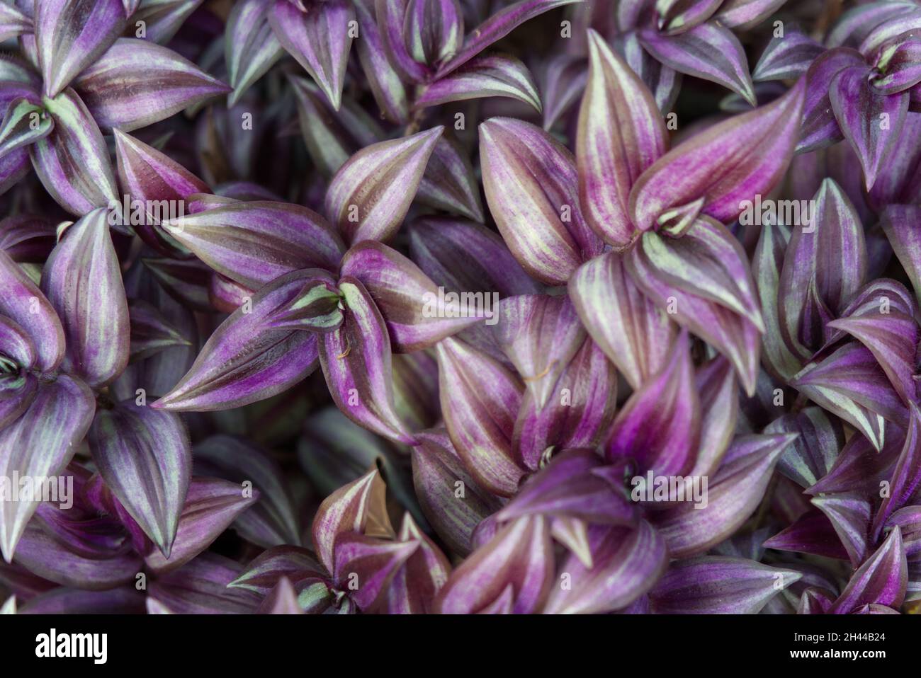 Tradescantia purple inch plant hi-res stock photography and images - Alamy