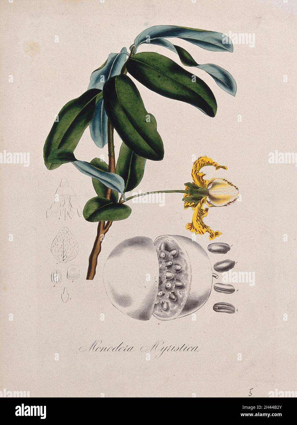 Calabash nutmeg plant (Monodora myristica): flowering stem, fruit and ...