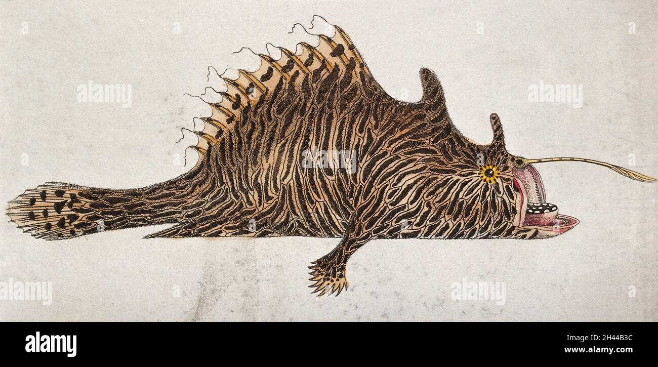 A fish with a large proboscis. Coloured etching Stock Photo - Alamy