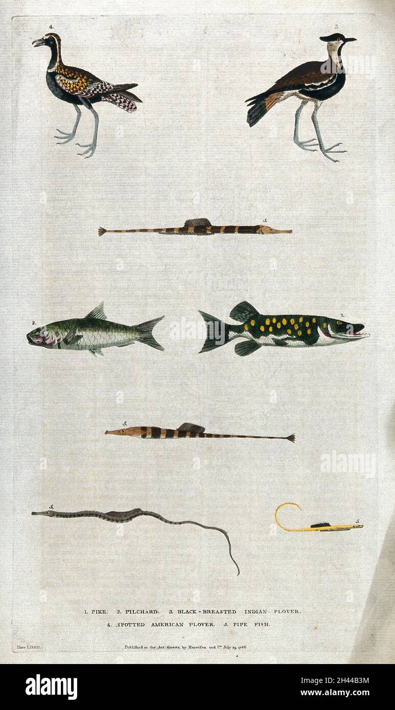 Above, two wading birds (plovers) and a pipe fish; below, a pike, a ...