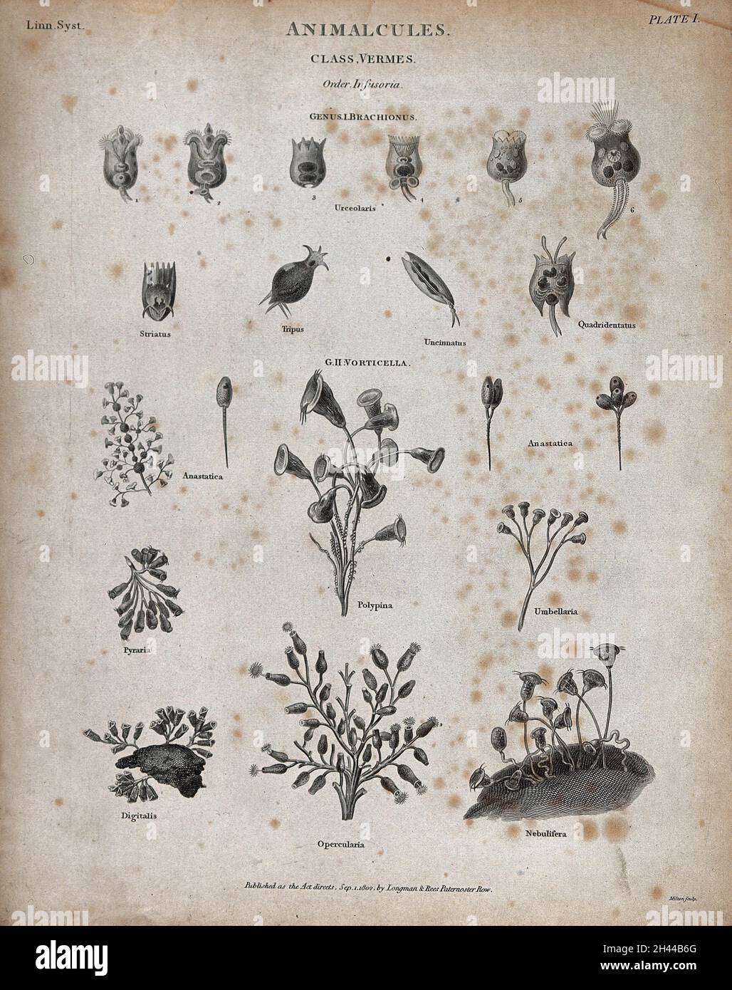 A variety of animalcules, including opercularias, nebuliferas and ...