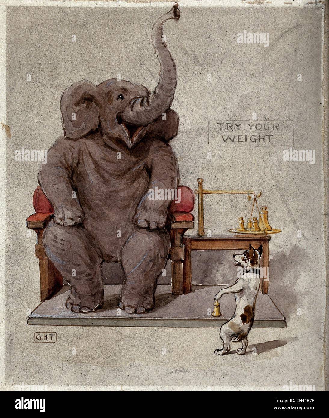 Dog being weighed hi-res stock photography and images - Alamy