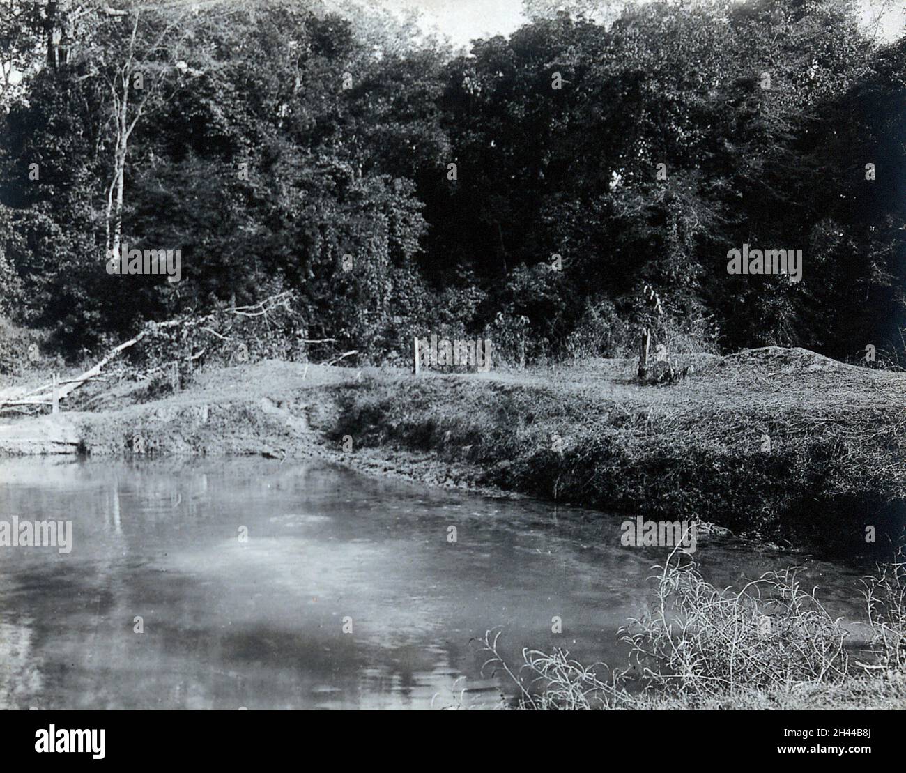 Assam, India: a pond surrounded by dense vegetation and trees ...