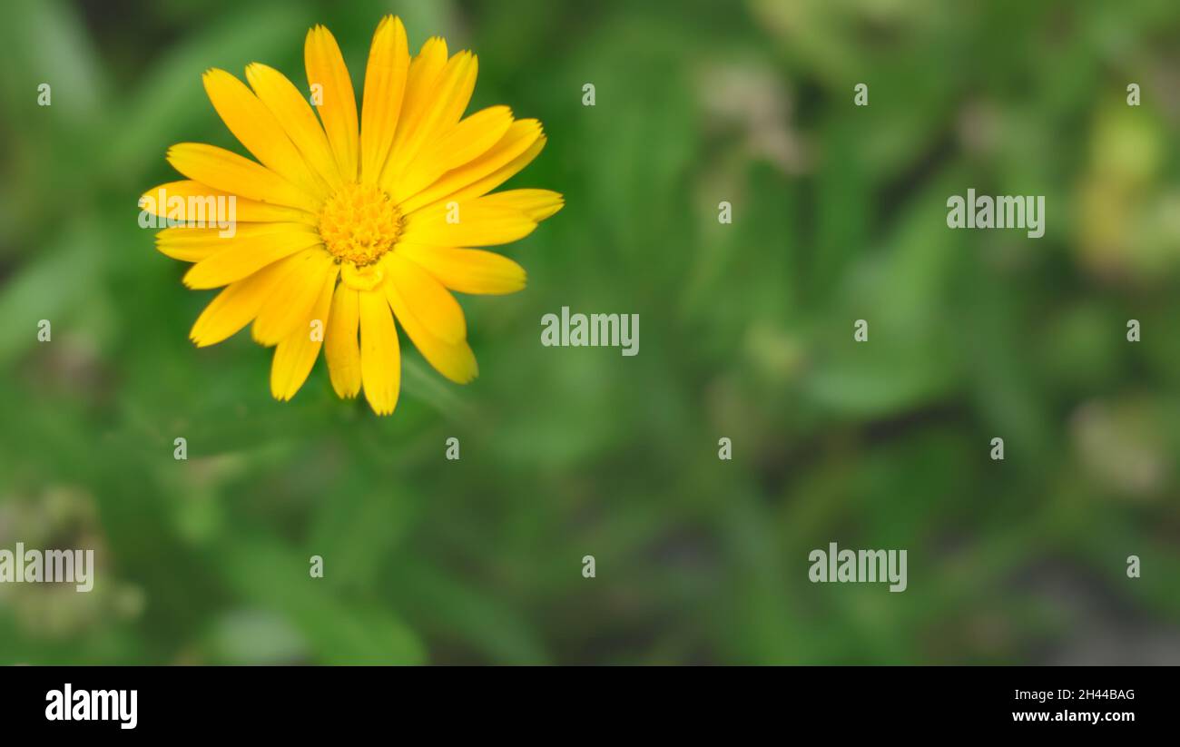 A selective focus of a yellow flower growing outside Stock Photo - Alamy