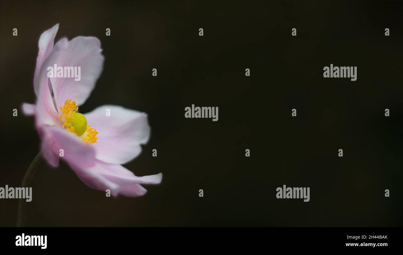A selective focus of a flower isolated on a dark background Stock Photo ...