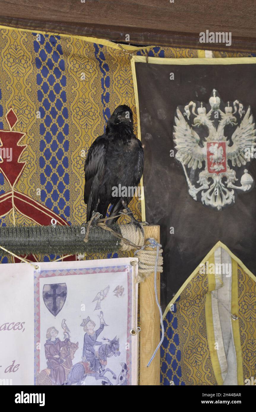 A vertical shot of a raven perched on a rod Stock Photo - Alamy