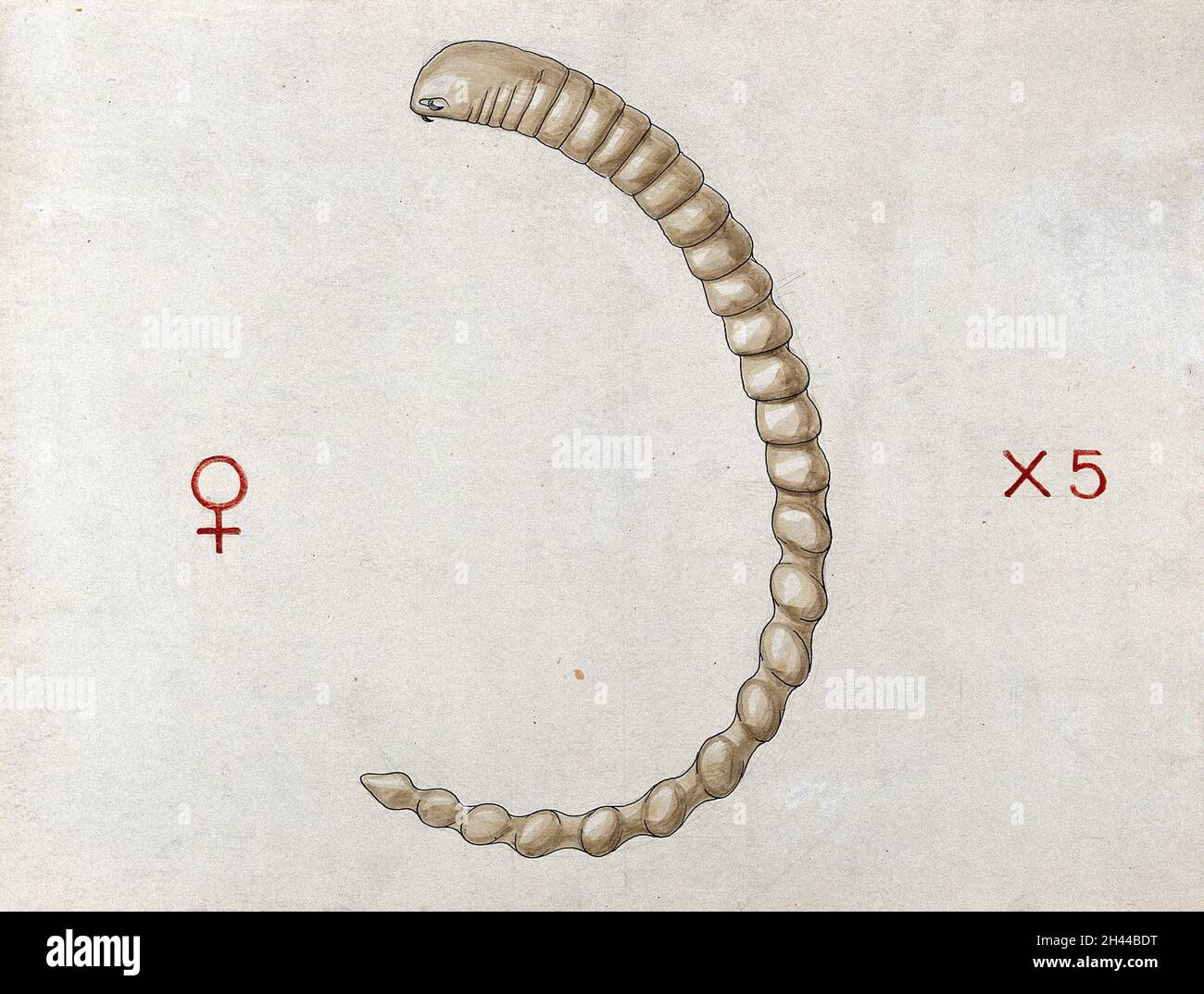 A lung worm of python (Porocephalus moniliformis). Coloured drawing by ...