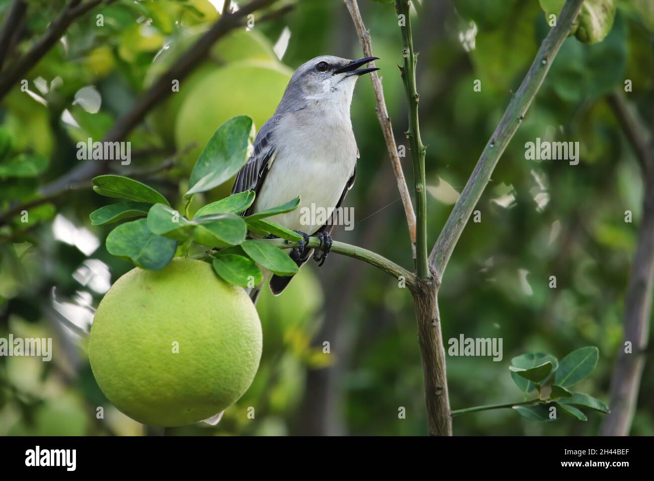 Tropical mockingbird (Mimus gilvus) sitting in a tree, Carriacou Island ...