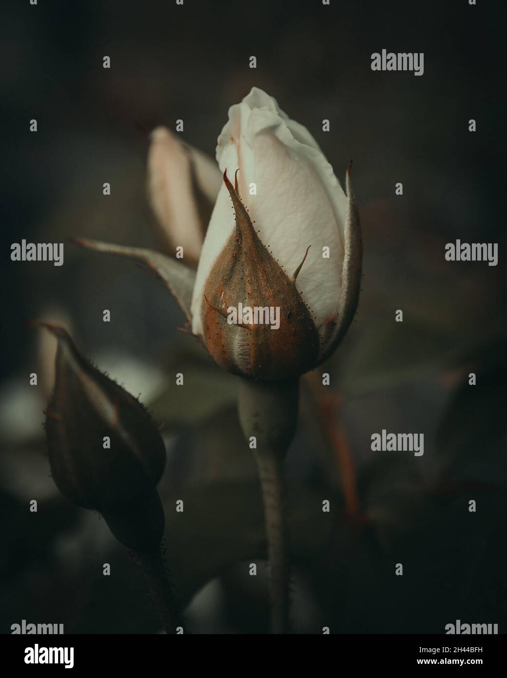 A vertical shot of a white rose for wallpaper and background Stock ...