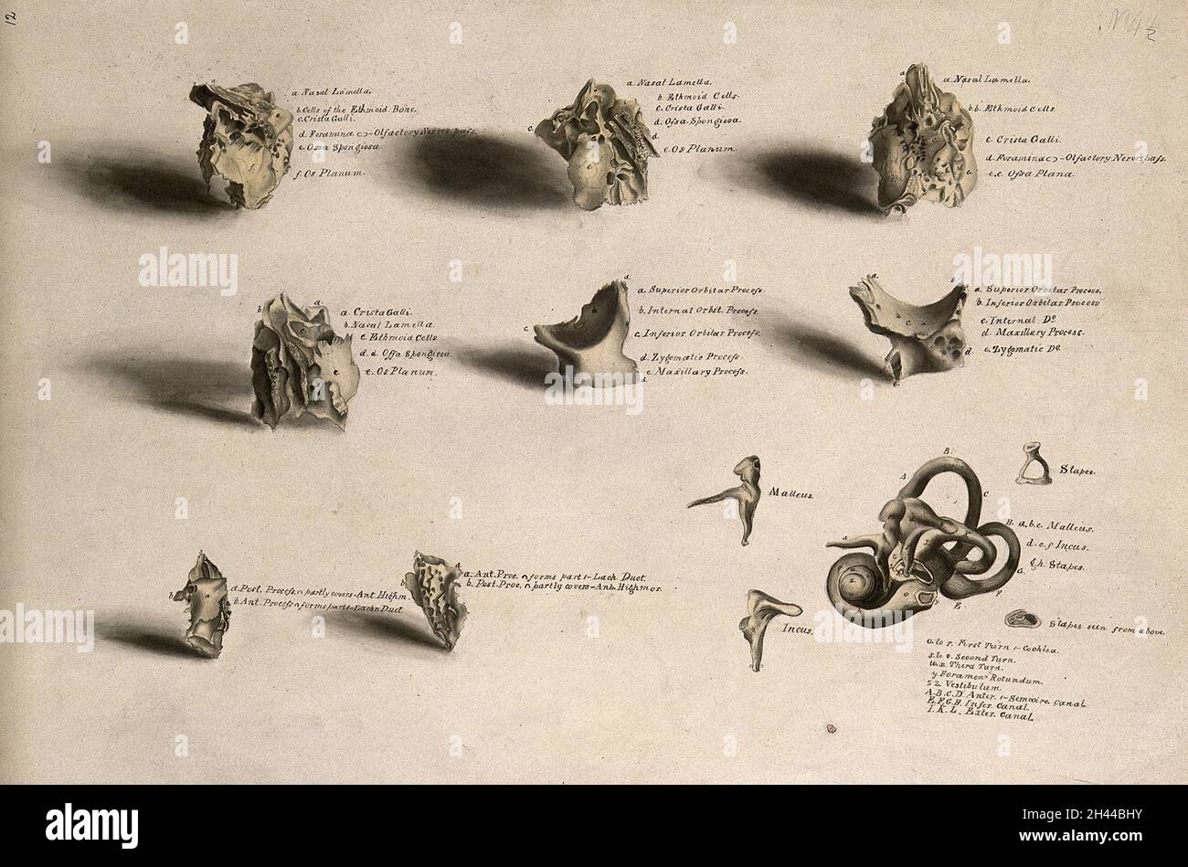 Bones of the skull and parts of the ear: thirteen figures. Ink and ...