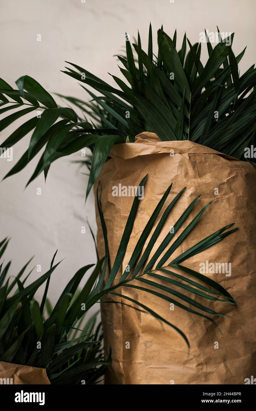 A vertical shot of a green plant with sharp pointed leaves wrapped in a ...