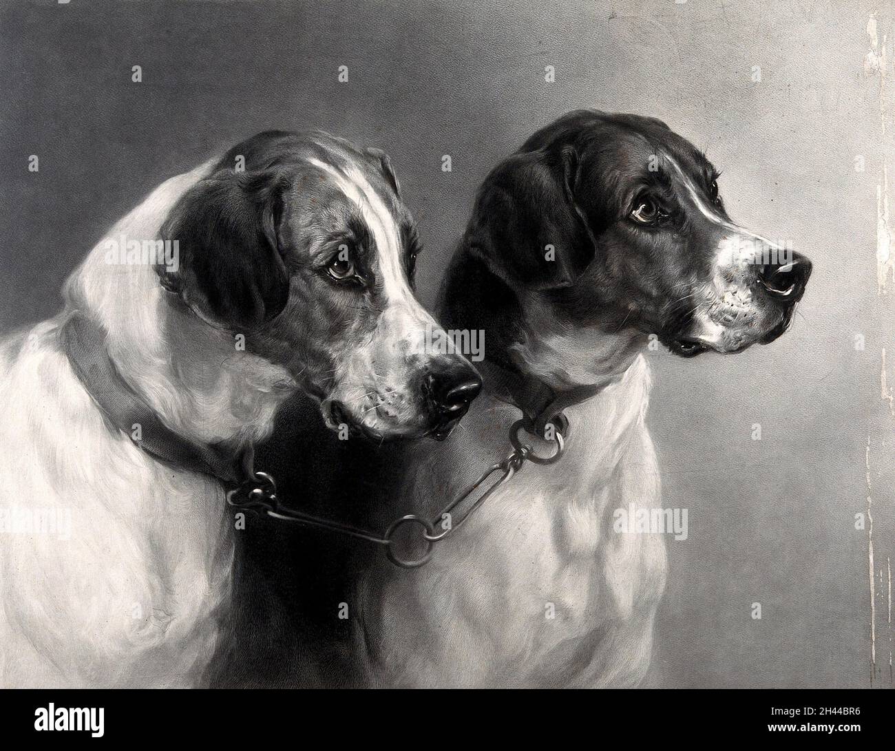 Two dogs, with their collars joined together. Engraving with etching by ...