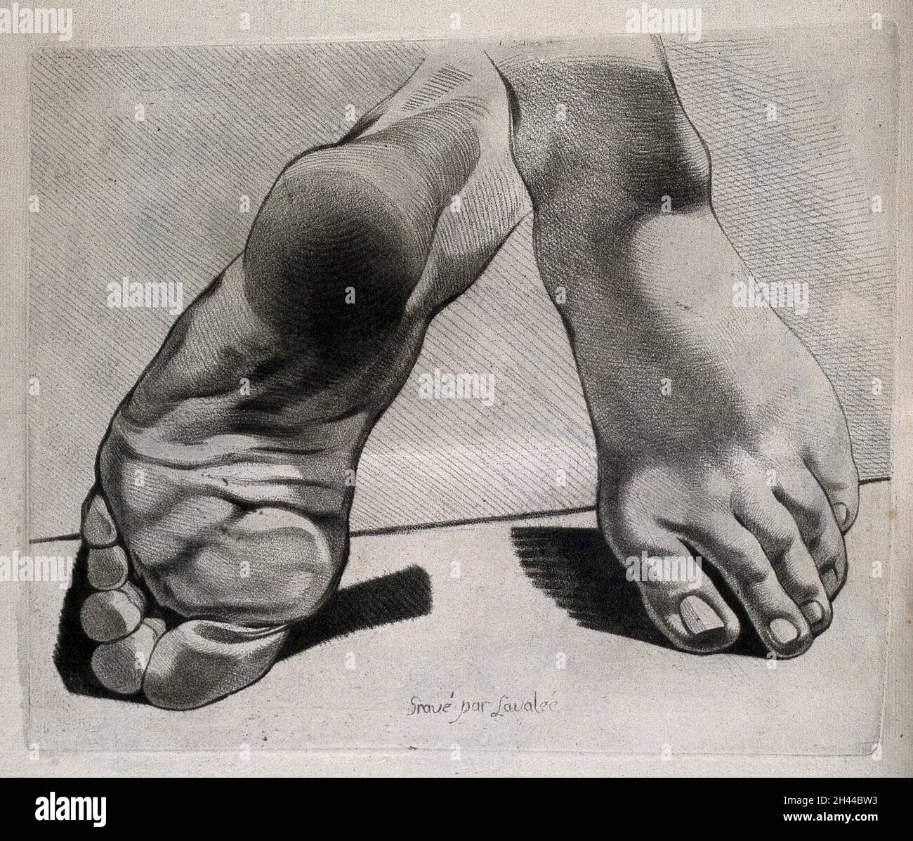 Foot: two figures, showing views of the upper and lower surfaces of the ...