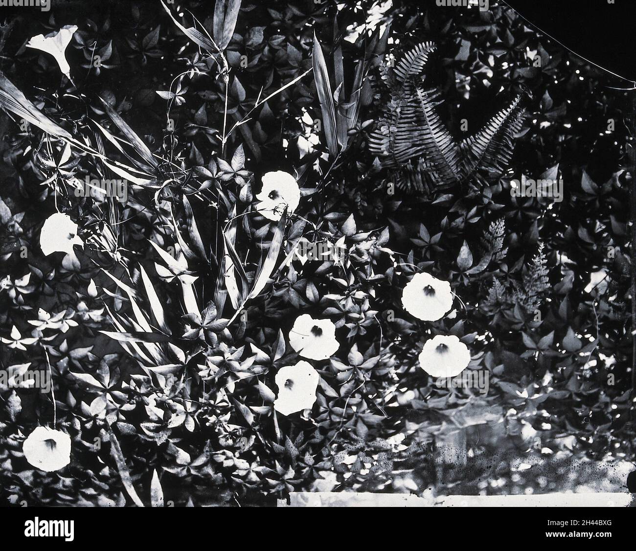 Cochin China [Vietnam]. Photograph, 1981, from a negative by John Thomson, 1867 Stock Photo - Alamy