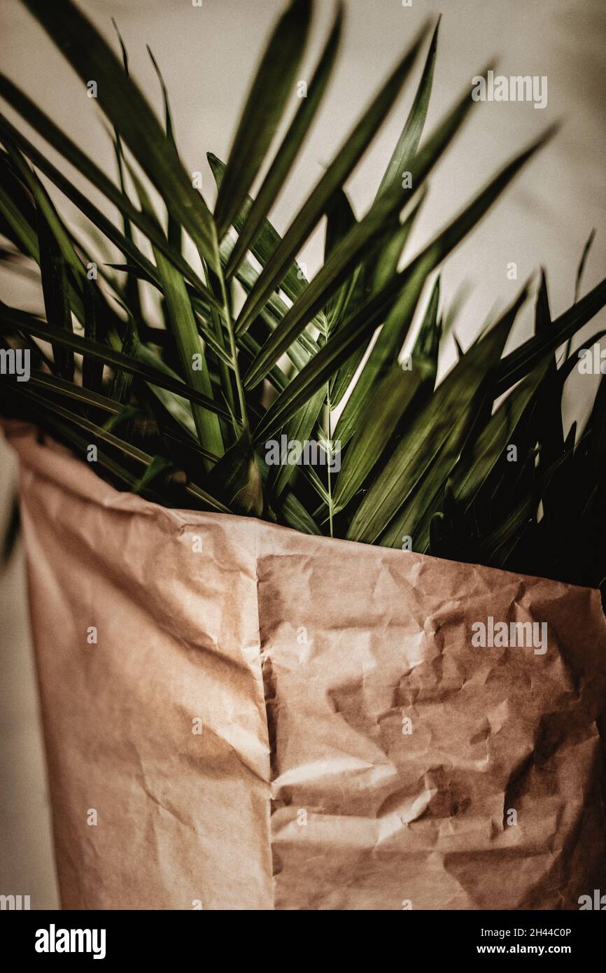 A vertical shot of a green plant with sharp pointed leaves wrapped in a ...