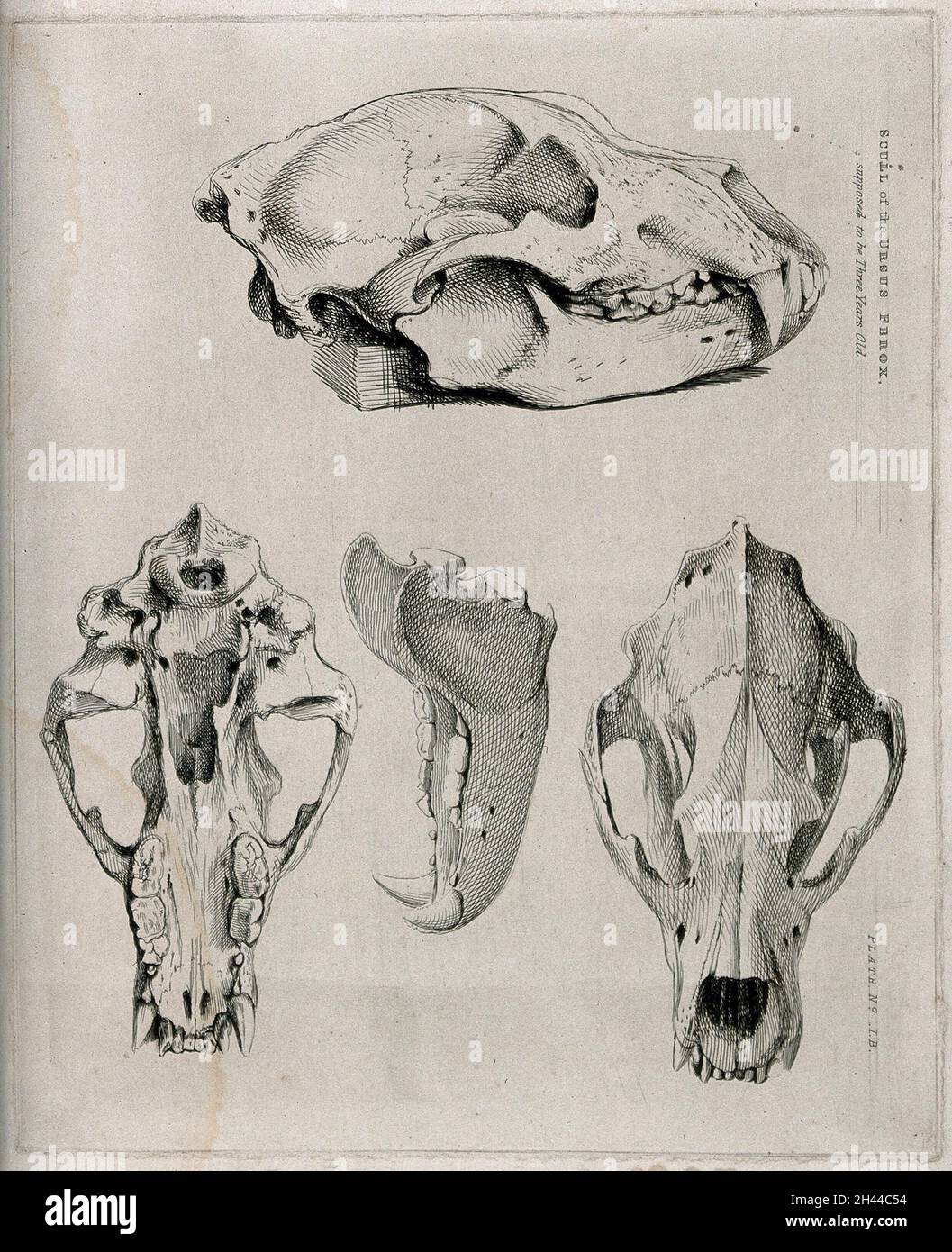 Skull of a three-year-old brown bear: four figures, showing the skull ...