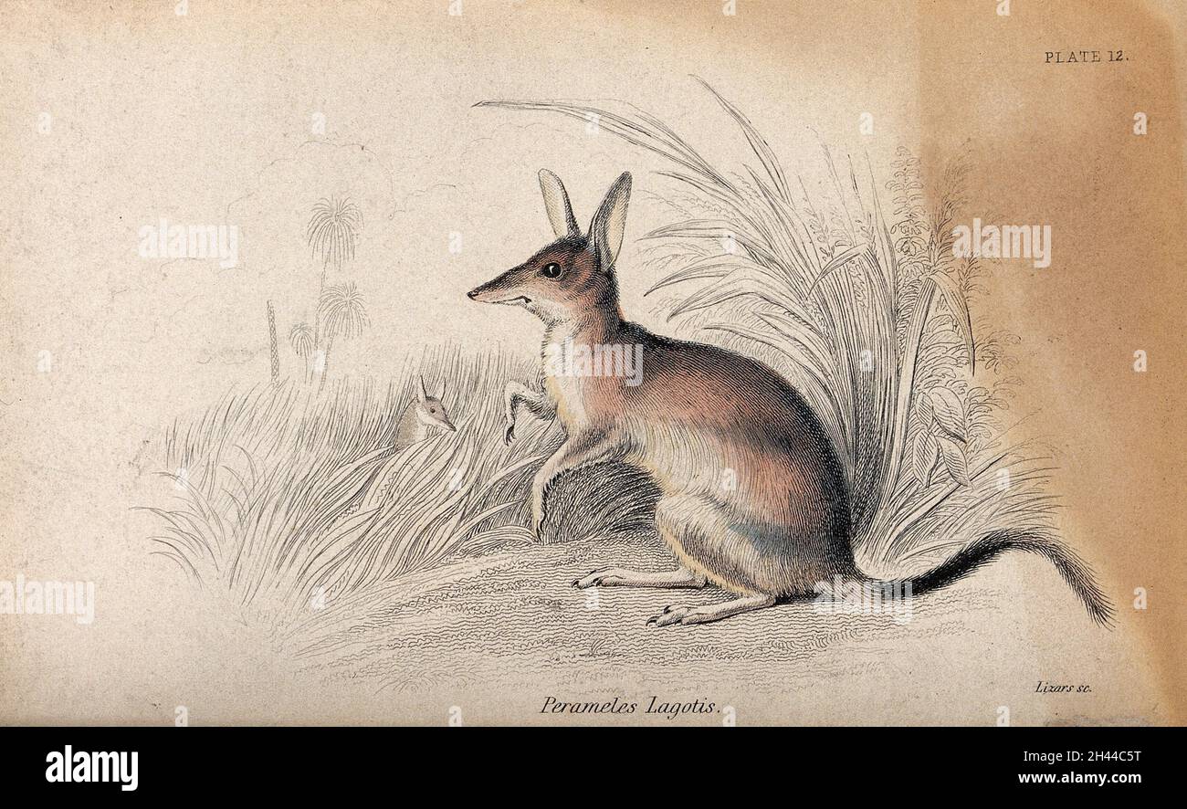 Perameles hi-res stock photography and images - Alamy