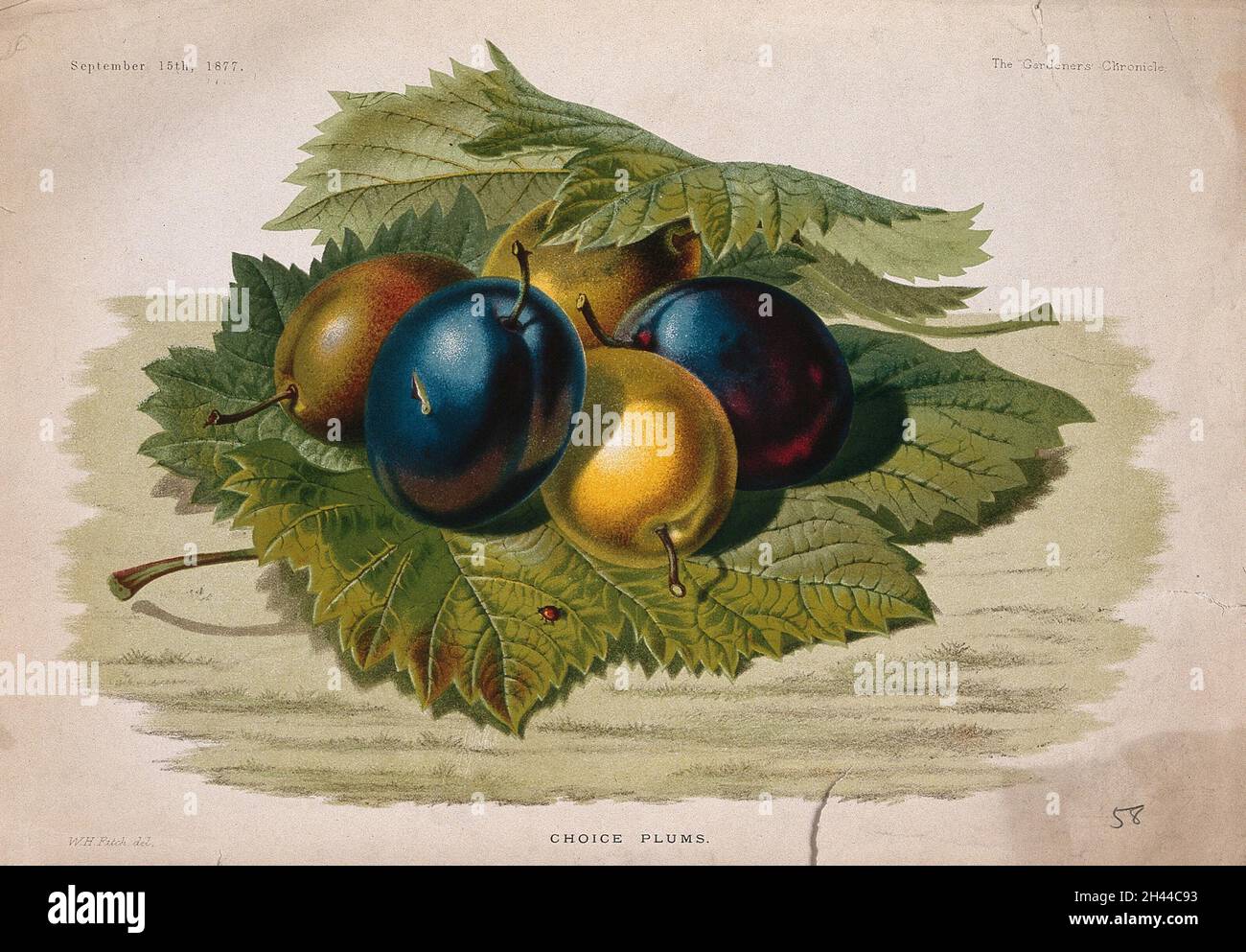 C domestica hi-res stock photography and images - Alamy