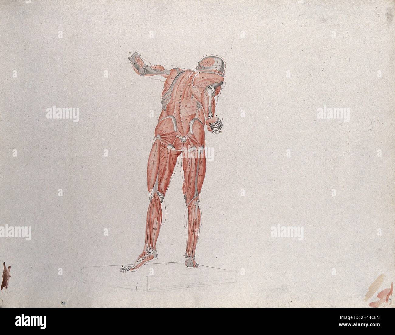 Skeletal and myologic structure of the 'Borghese Gladiator' statue ...