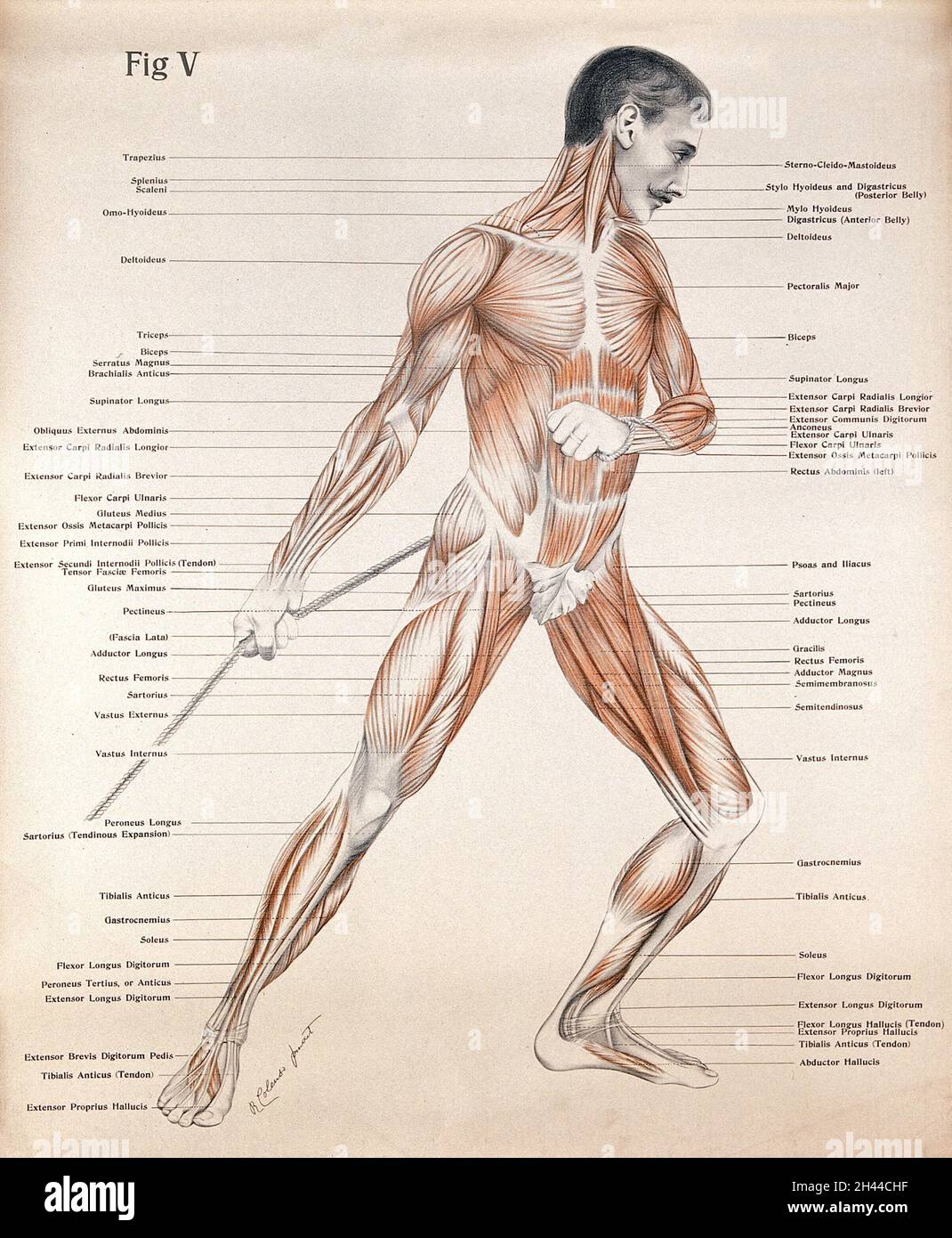 Artistic poses, plate V: a man, écorché, pulling a rope. Lithograph by ...