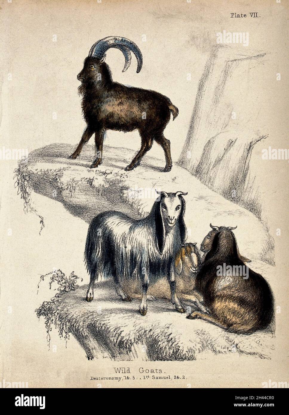 Three female wild goats sitting on a mountain crag with a male wild ...