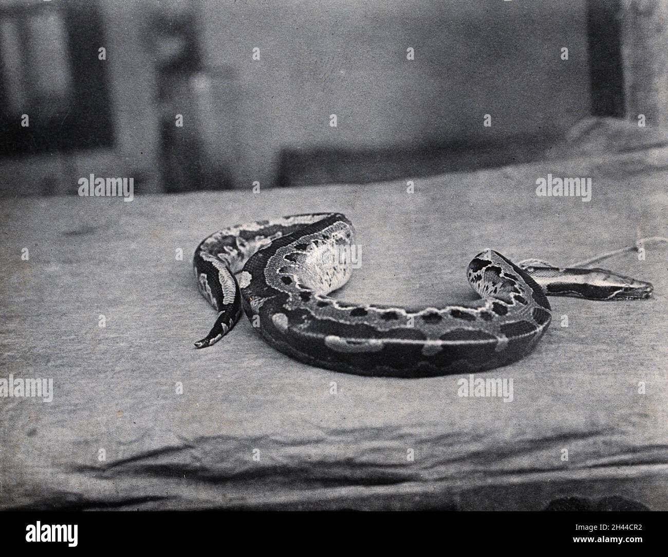 Python curtus hi-res stock photography and images - Alamy