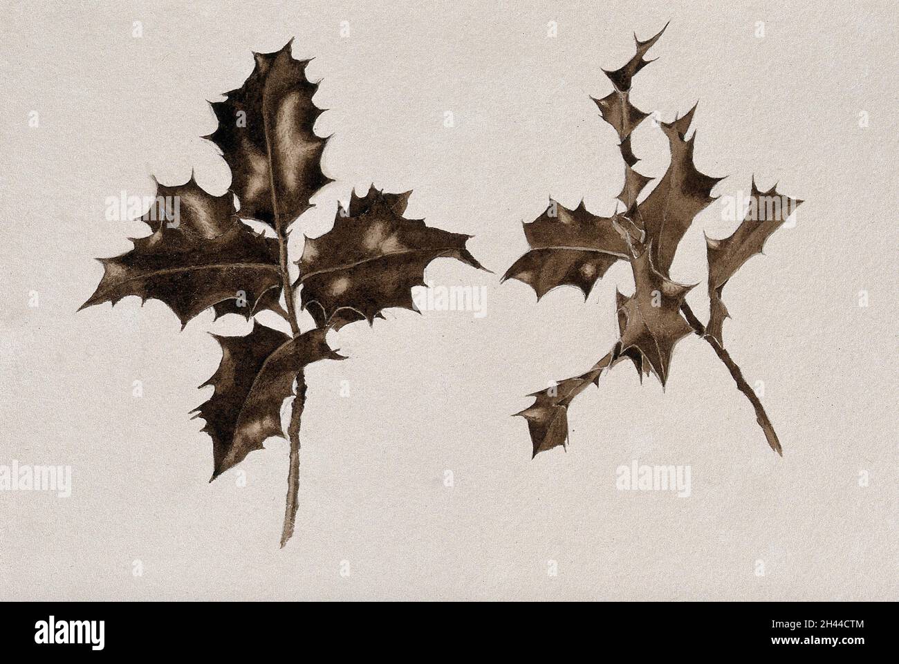 Two sprigs of holly (Ilex species) with leaves only. Watercolour Stock ...