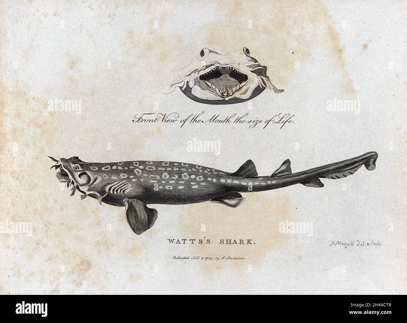 A Watts shark and a front view of its mouth. Etching by P. Mazell Stock ...