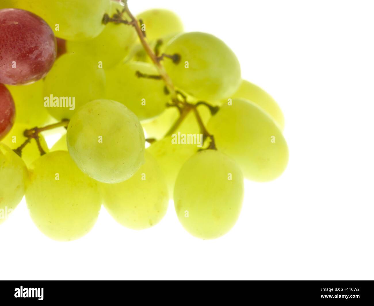 Grapes food still-life on plain background Stock Photo - Alamy