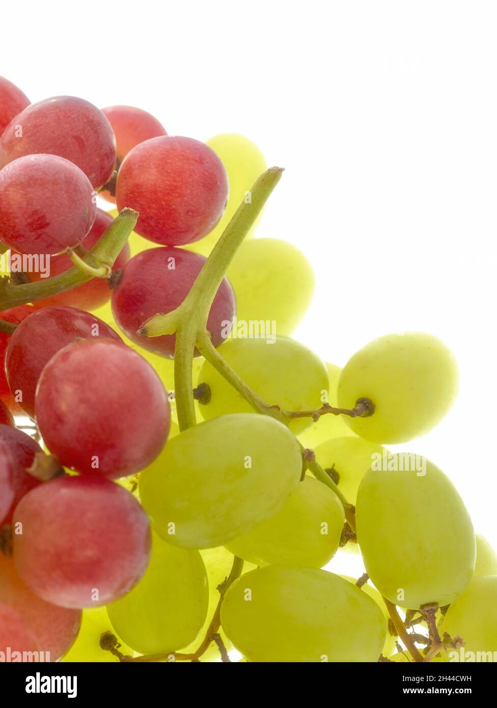 Grapes food still-life on plain background Stock Photo - Alamy