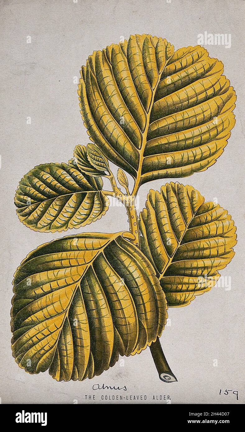Golden leaved alder hi-res stock photography and images - Alamy