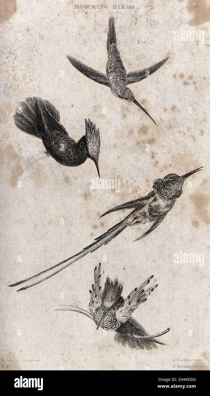 Vibrant depiction of hummingbirds hi-res stock photography and images ...