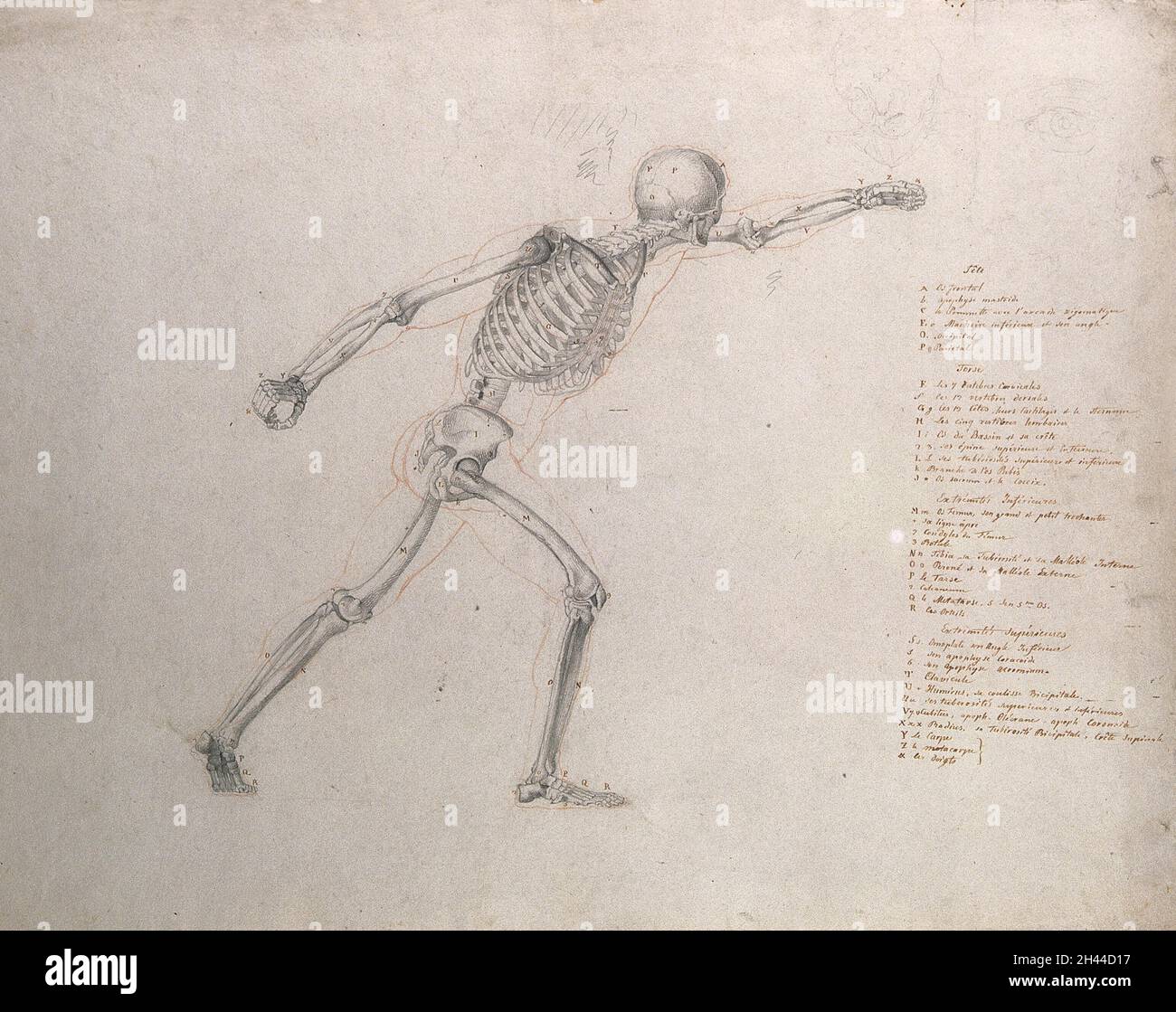 Skeletal structure of the 'Borghese Gladiator' statue. Pencil and chalk ...