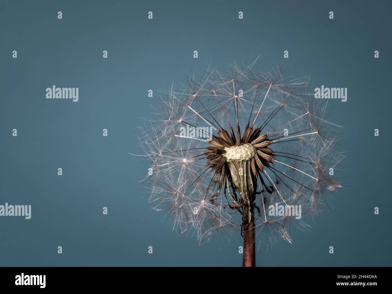 Single dandelion seed head hi-res stock photography and images - Alamy