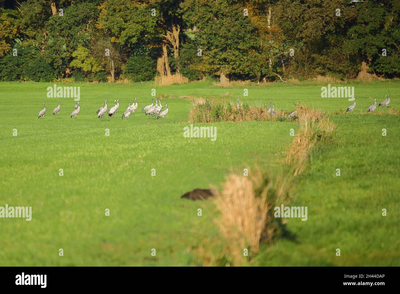 flock of crane birds in the grassland against forest Stock Photo - Alamy