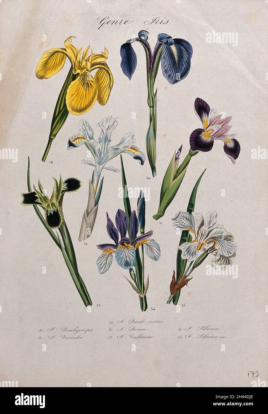 Seven types of iris (Iris species): flowering stems. Coloured ...