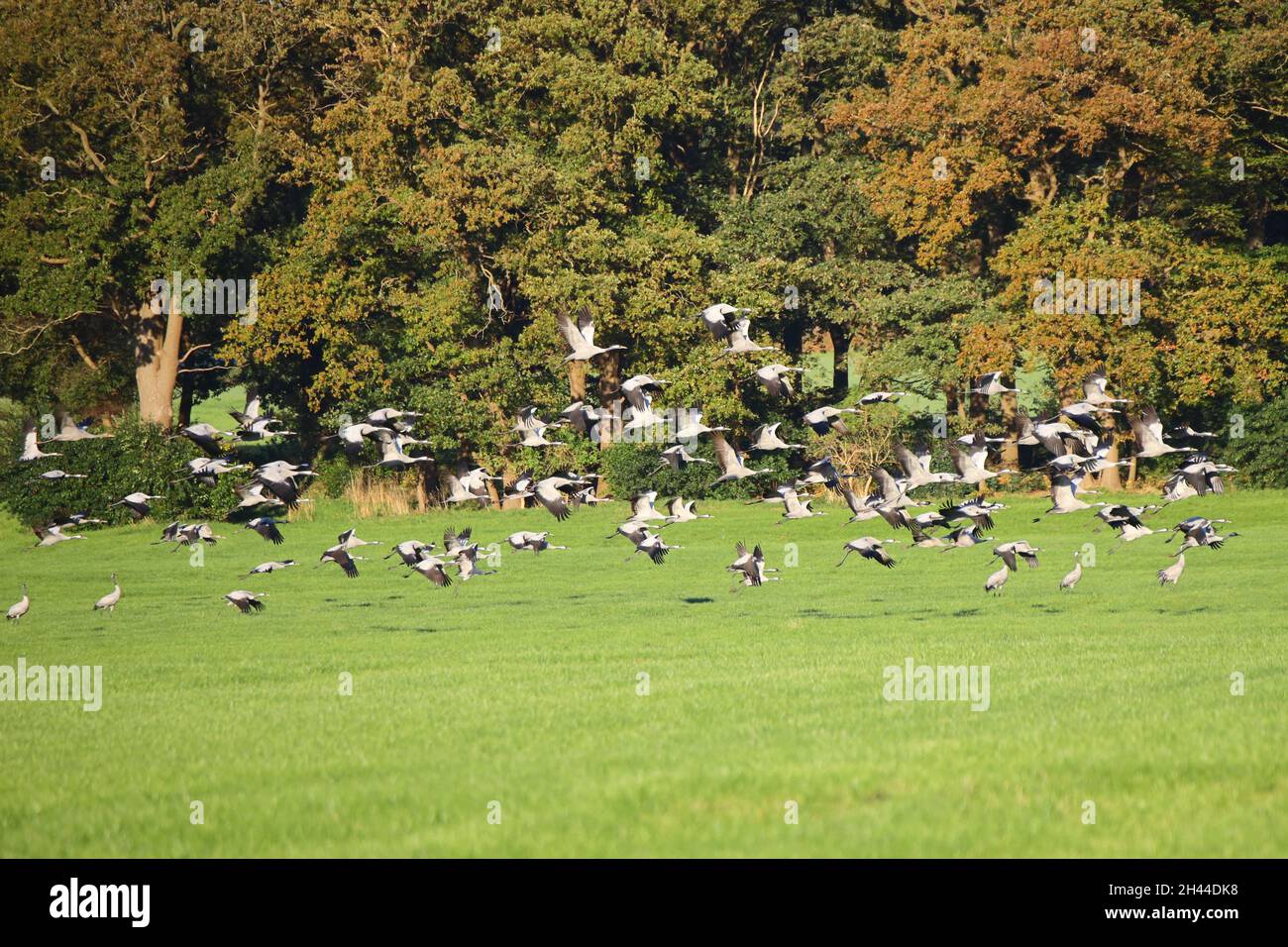 crane birds flying over the fields Stock Photo - Alamy